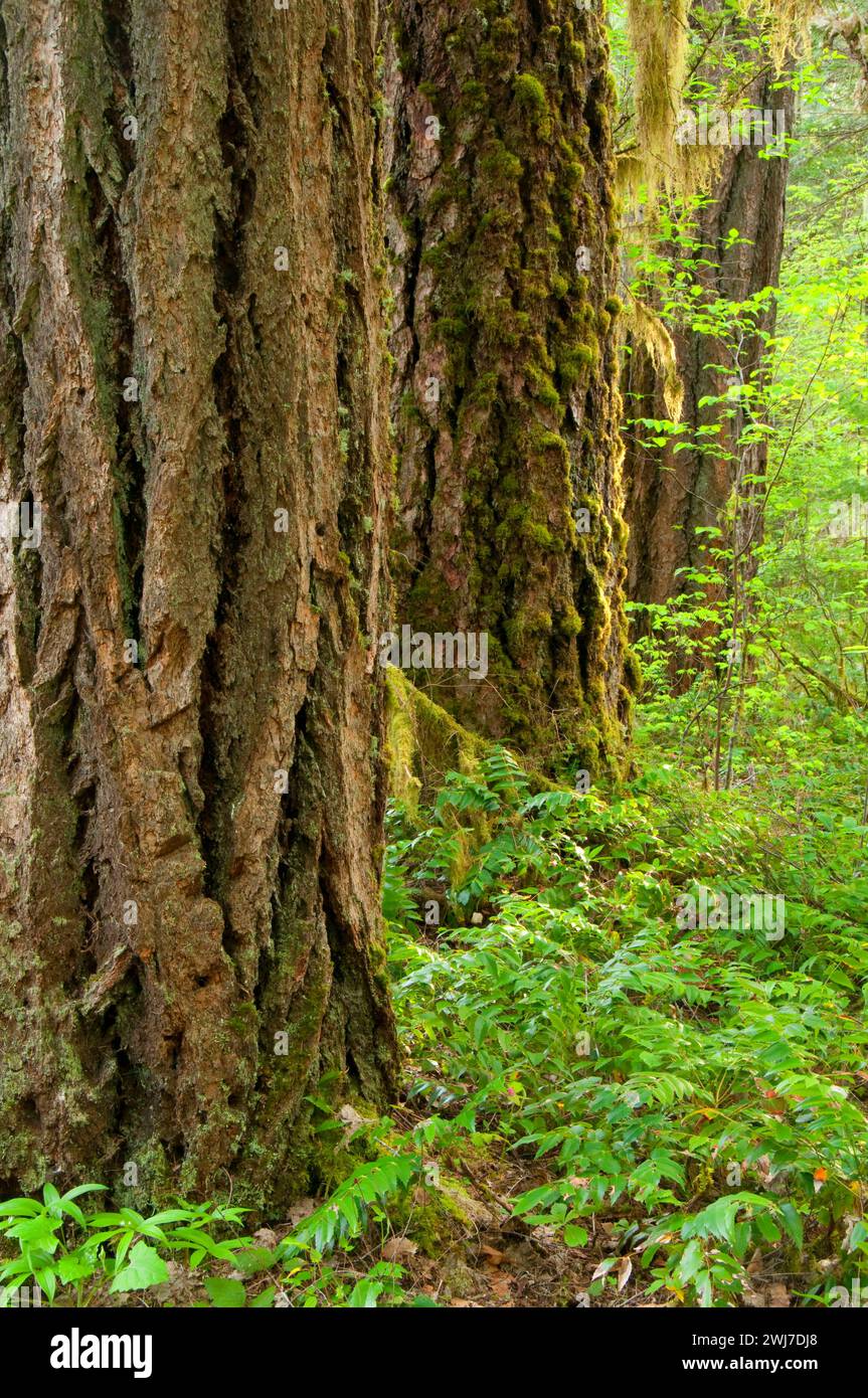 Douglas fir trunk along McKenzie River National Recreation Trail ...