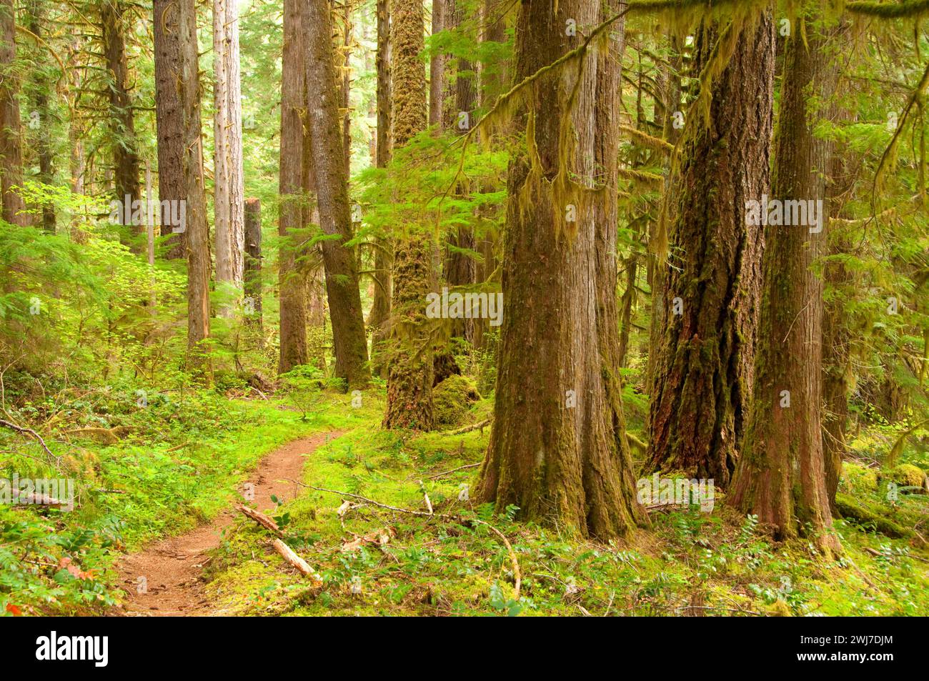 Ancient forest along McKenzie River National Recreation Trail, McKenzie ...