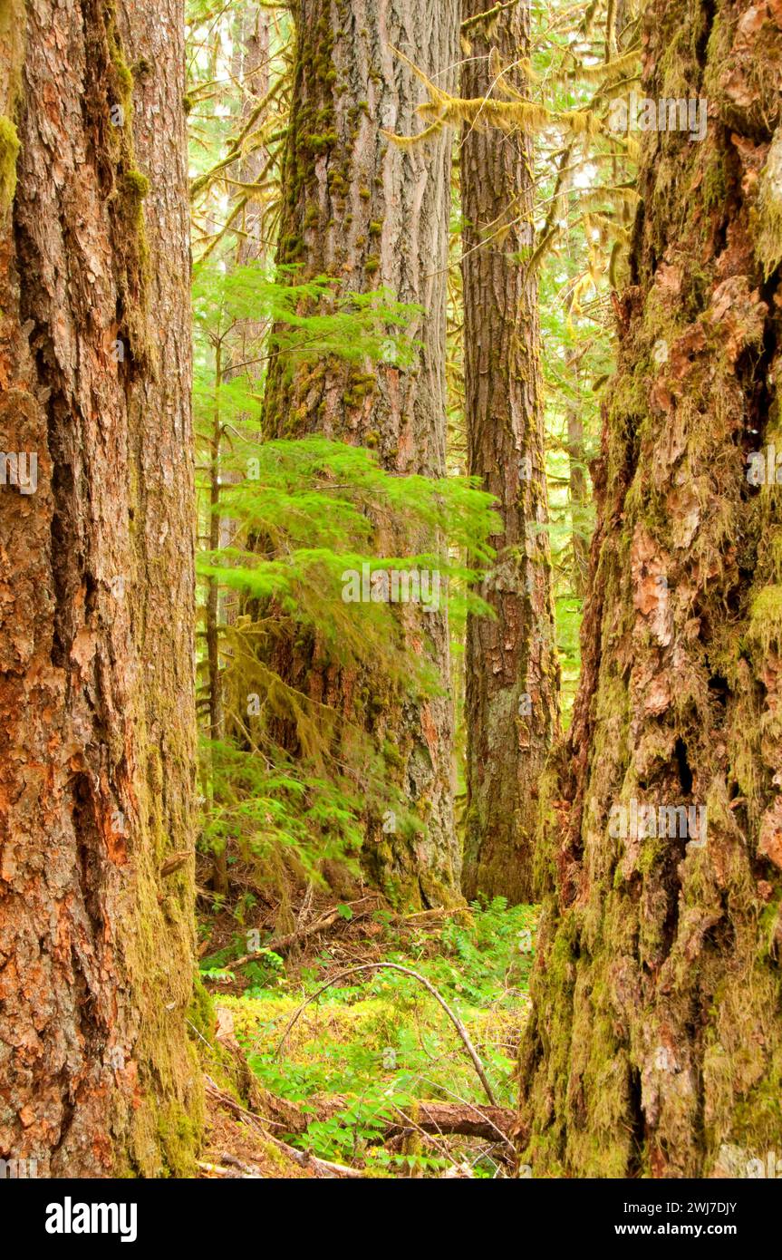 Ancient forest along McKenzie River National Recreation Trail, McKenzie ...