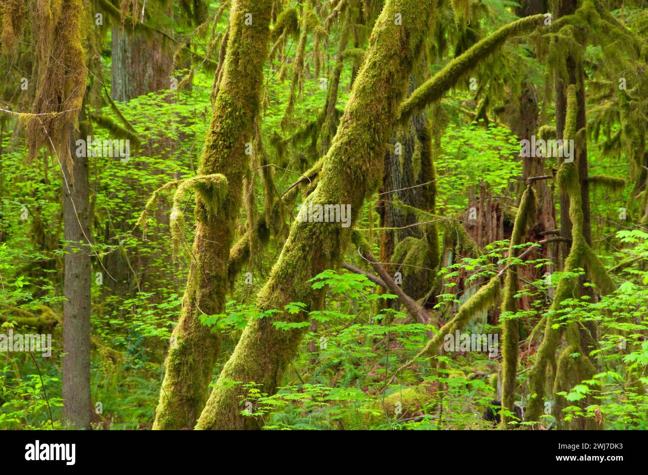 Ancient forest along McKenzie River National Recreation Trail, McKenzie ...