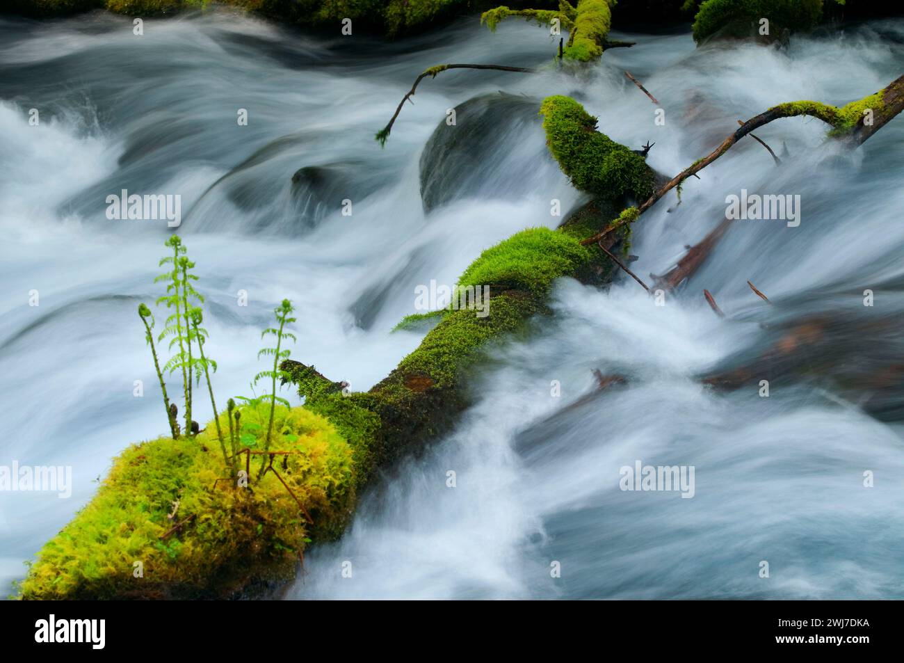 Olallie Creek, McKenzie Wild and Scenic River, McKenzie Pass-Santiam ...
