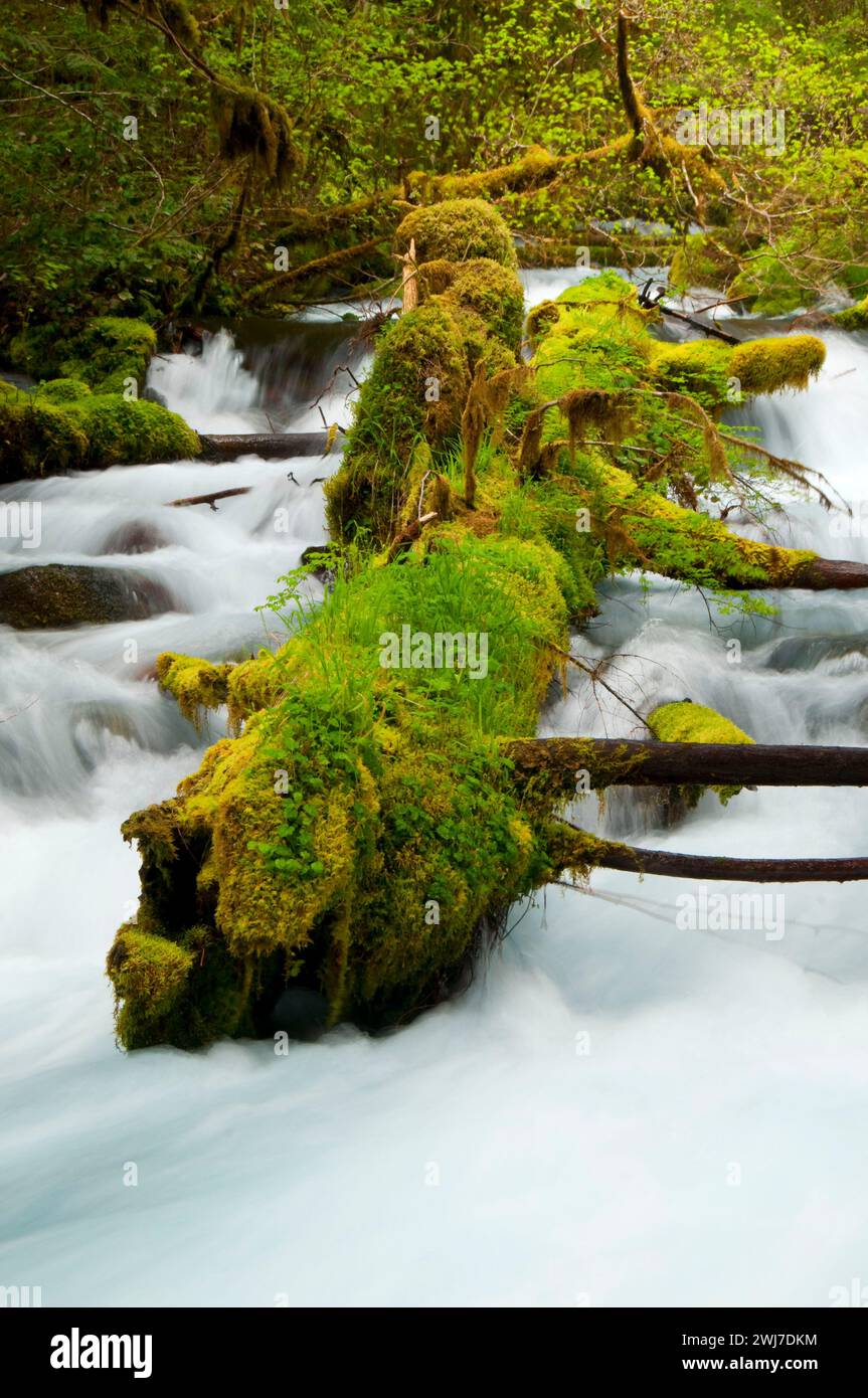 Olallie Creek, McKenzie Wild and Scenic River, McKenzie Pass-Santiam ...