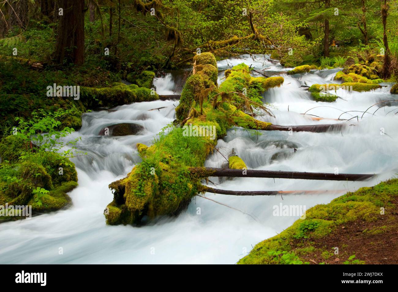 Olallie Creek, McKenzie Wild and Scenic River, McKenzie Pass-Santiam ...
