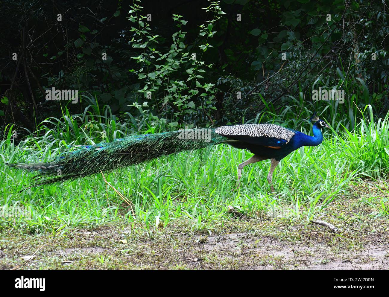 Indian peafowl (male), common peafowl, blue peafowl, Blauer Pfau, Paon ...