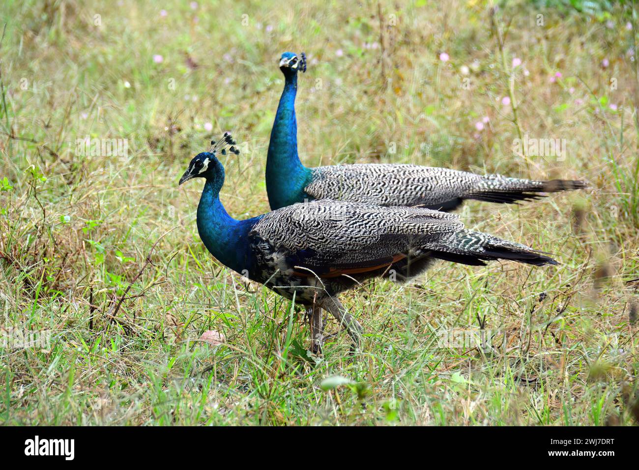 Indian peafowl (male), common peafowl, blue peafowl, Blauer Pfau, Paon ...