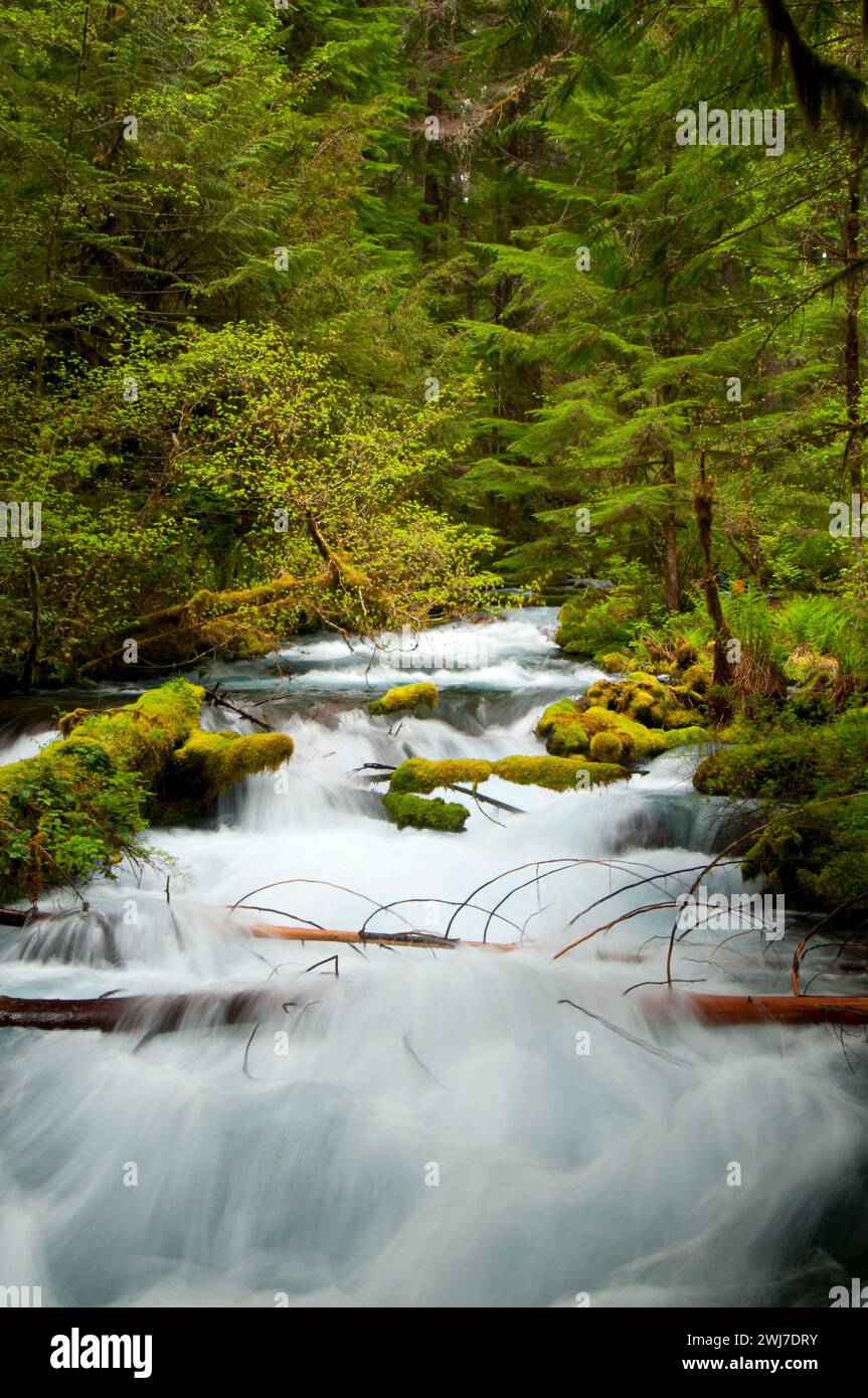 Olallie Creek, McKenzie Wild and Scenic River, McKenzie Pass-Santiam ...