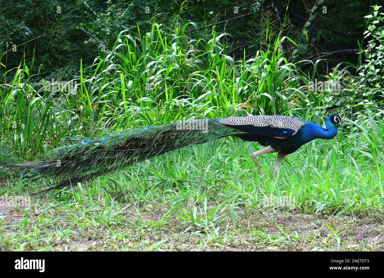 Indian peafowl (male), common peafowl, blue peafowl, Blauer Pfau, Paon ...