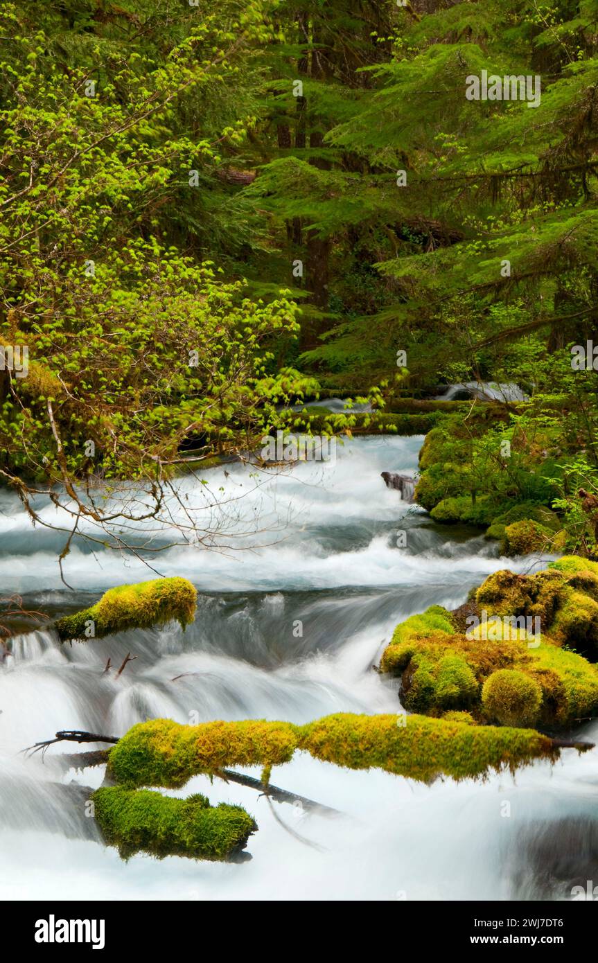 Olallie Creek, McKenzie Wild and Scenic River, McKenzie Pass-Santiam ...
