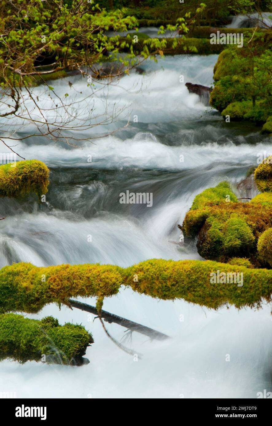 Olallie Creek, McKenzie Wild and Scenic River, McKenzie Pass-Santiam ...