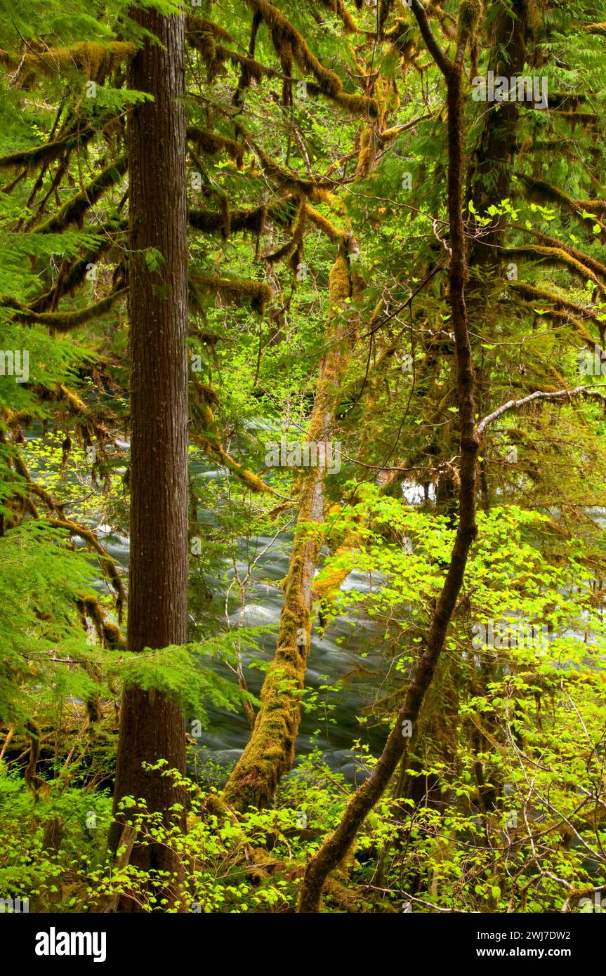McKenzie Wild and Scenic River in forest along McKenzie River National ...