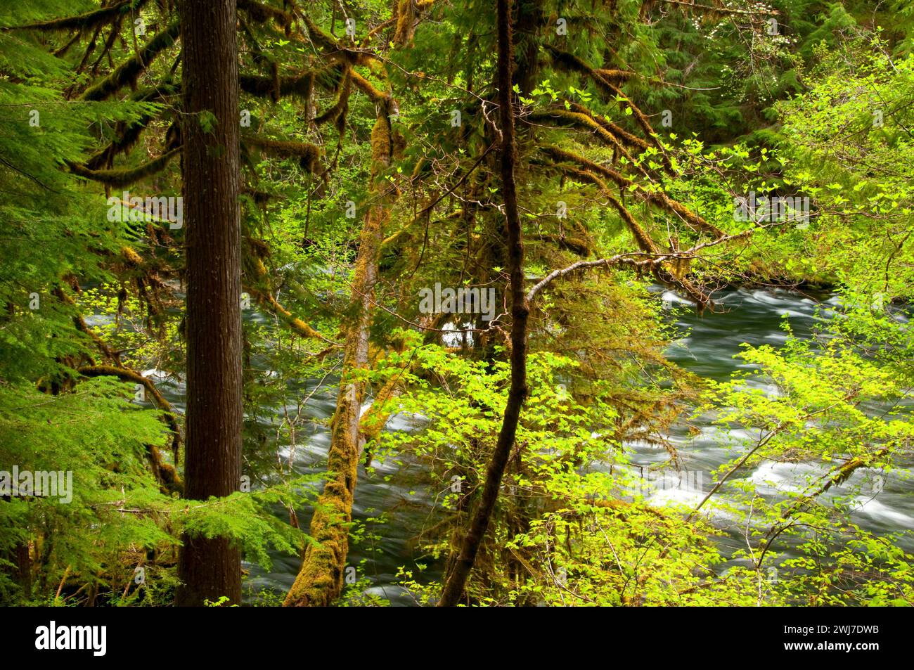 McKenzie Wild and Scenic River in forest along McKenzie River National ...