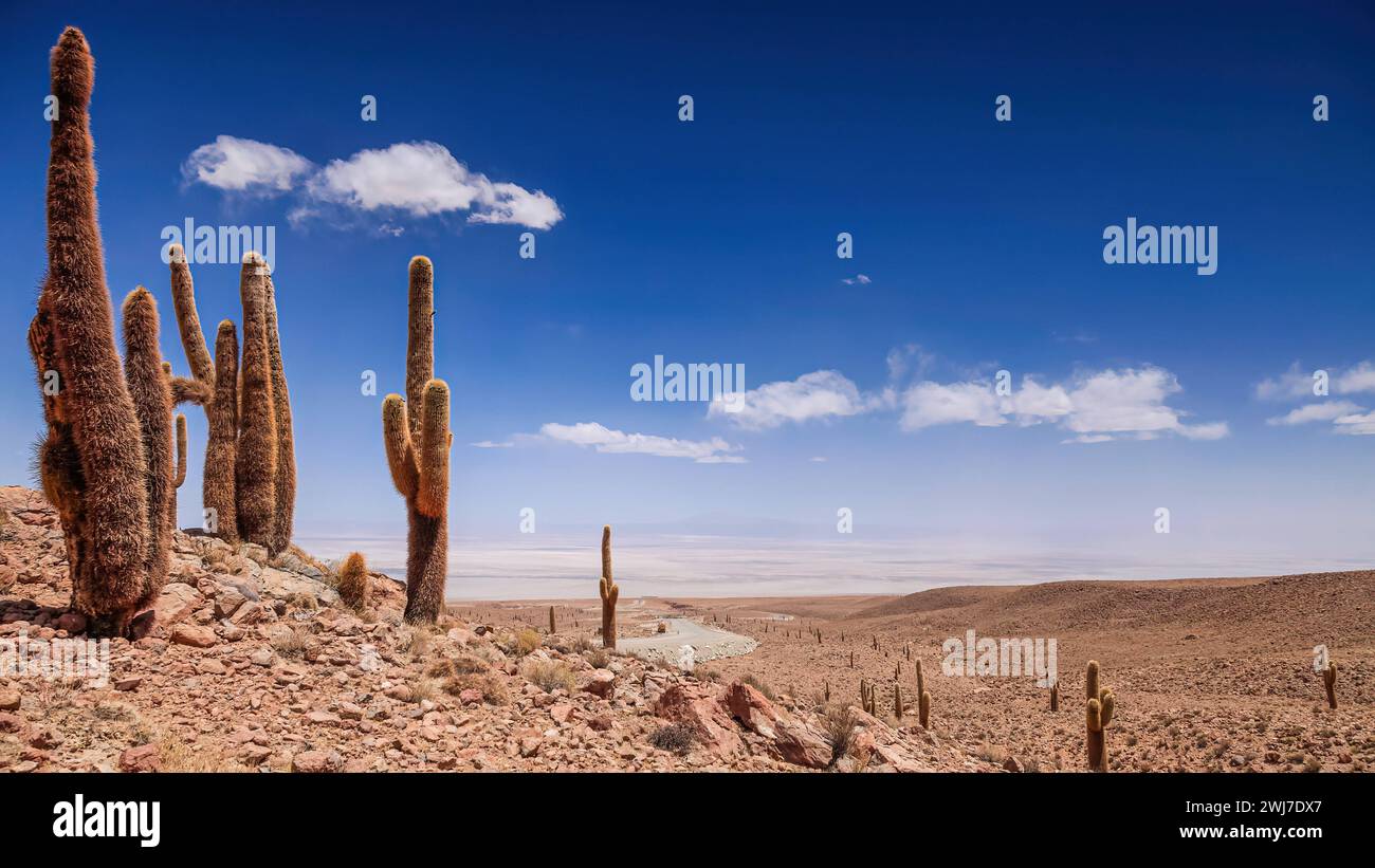 Giant Atacama Cactus Echinopsis atacamensis in the Atacama desert ...