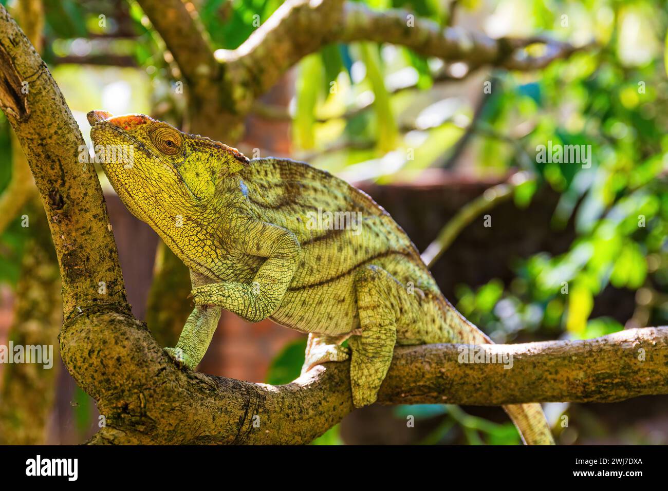 Bright yellow Parson s chameleon, Calumma parsonii climbing a tree ...
