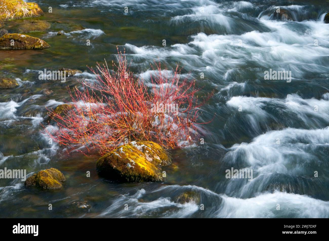 McKenzie Wild and Scenic River along McKenzie River National Recreation ...