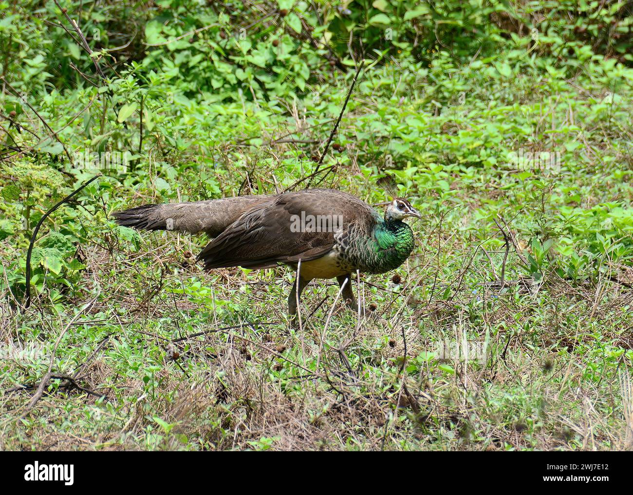 Indian peafowl (female), common peafowl, blue peafowl, Blauer Pfau ...