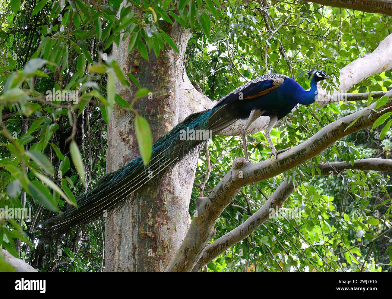 Indian peafowl (male), common peafowl, blue peafowl, Blauer Pfau, Paon ...