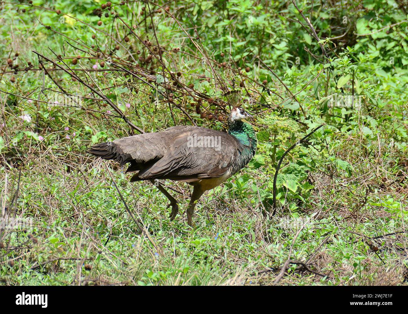 Indian peafowl (female), common peafowl, blue peafowl, Blauer Pfau ...