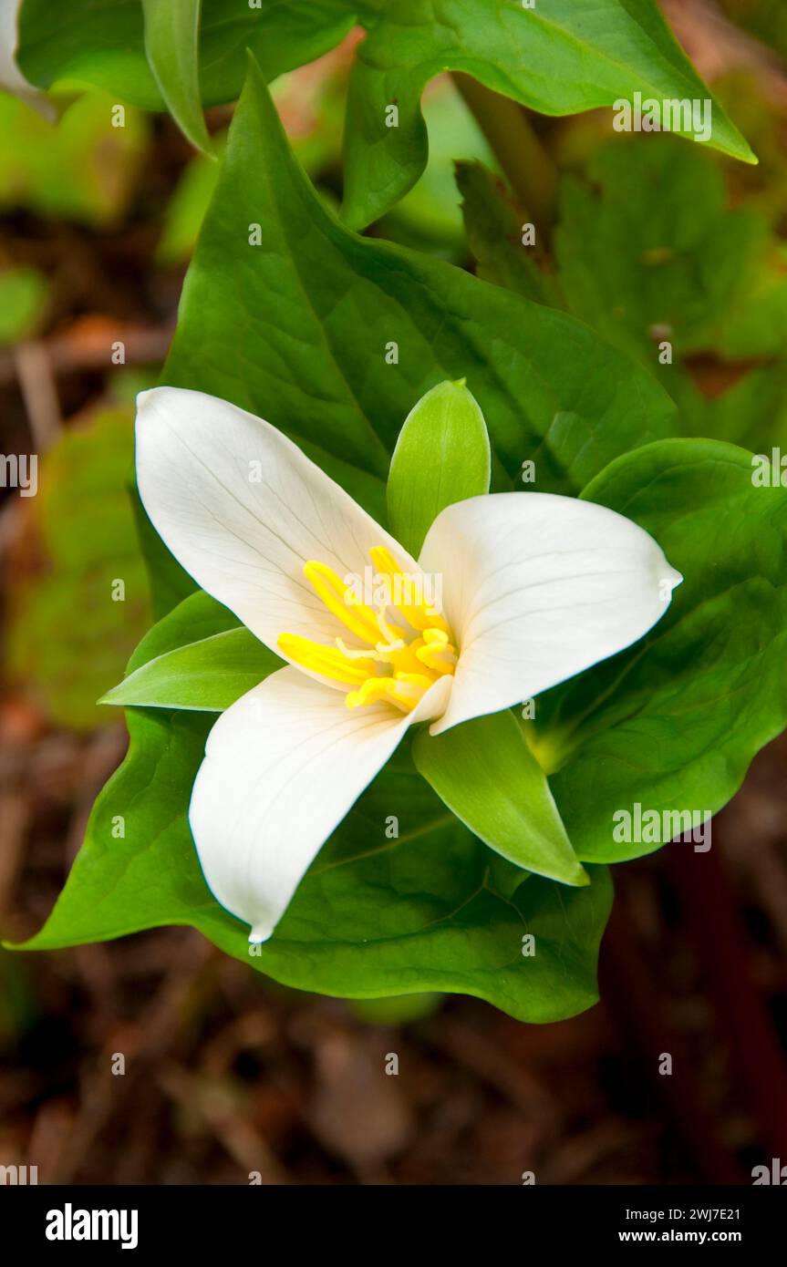 Western trillium (Trillium ovatum) along Hackleman Old-Growth Trail ...
