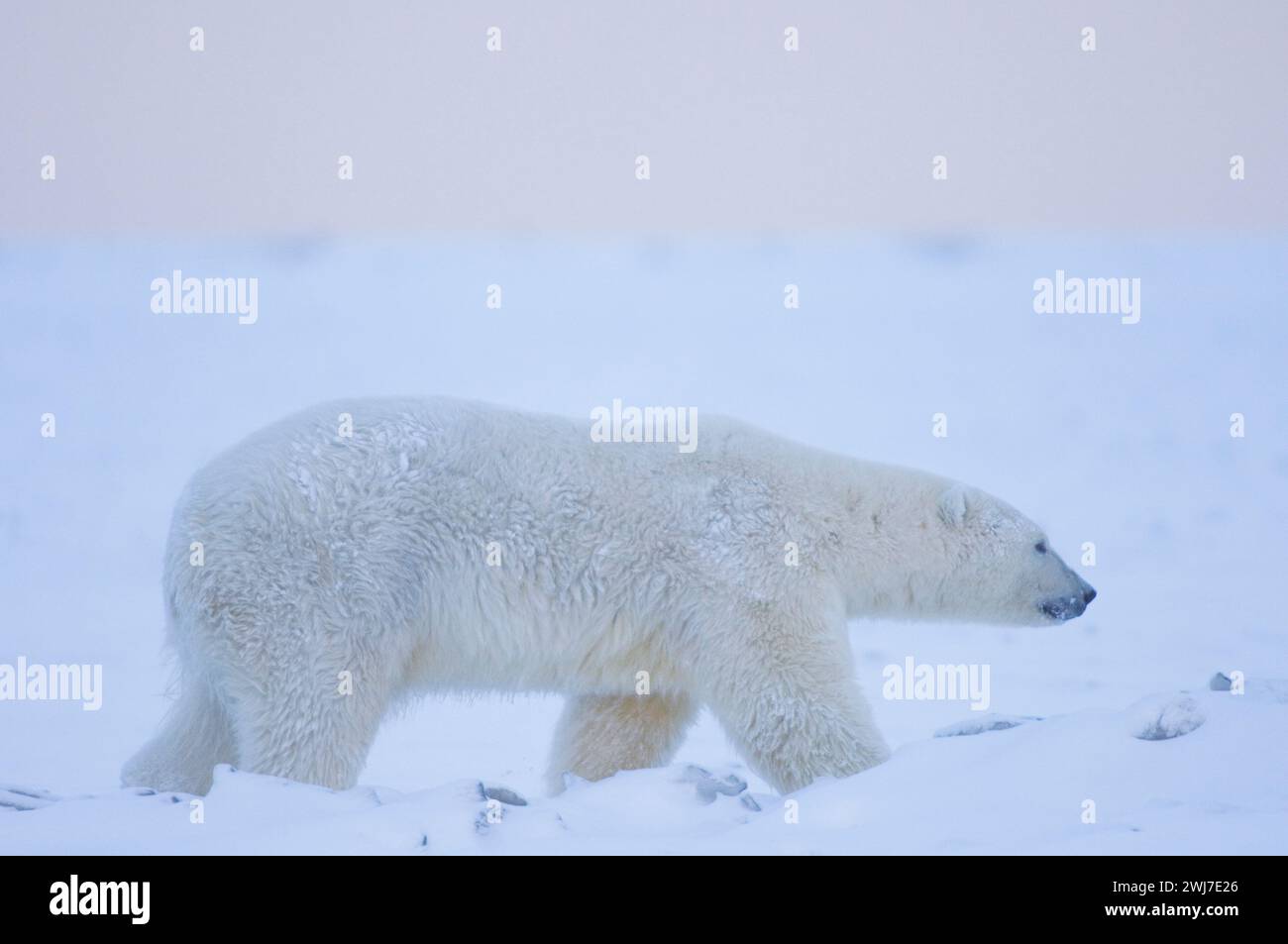 polar bear, Ursus maritimus, Boar neck thicker then head on a barrier ...