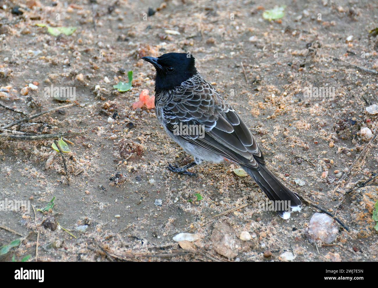 Red-vented bulbul, Rotsteißbülbül, Bulbul à ventre rouge, Pycnonotus ...