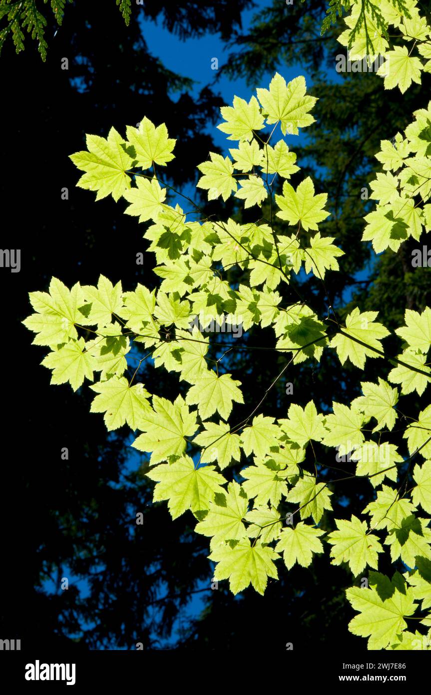Vine maple (Acer circinatum) leaves, West Cascades Scenic Byway ...