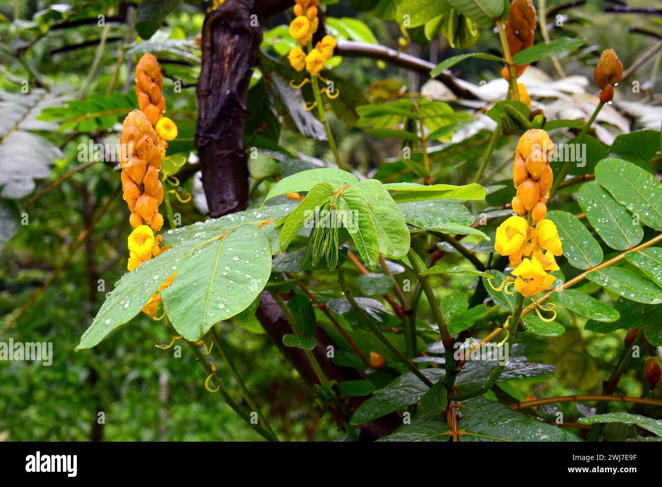 Dartrier hi-res stock photography and images - Alamy
