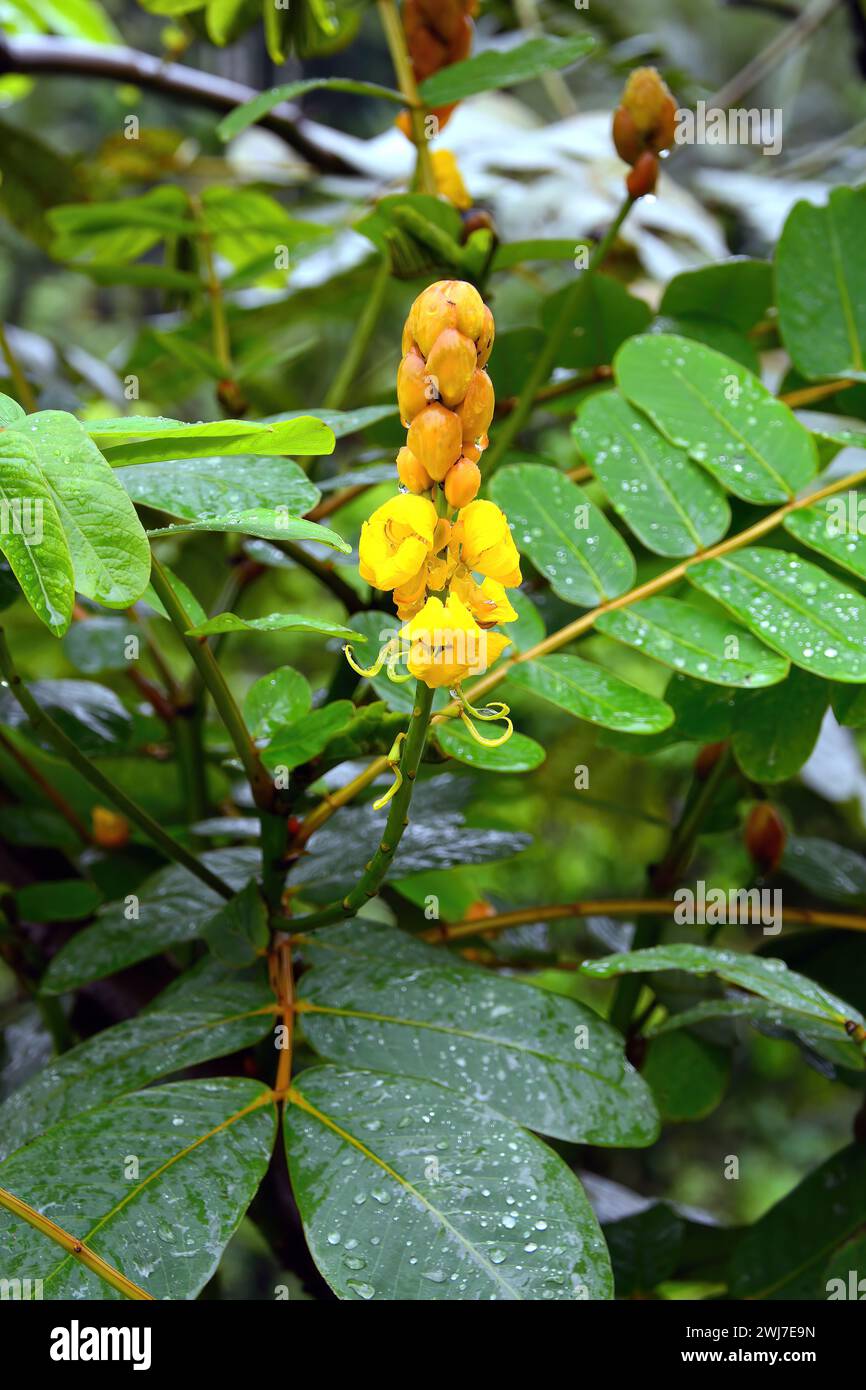 candle bush, candelabra bush, Christmas candles, ringworm shrub ...