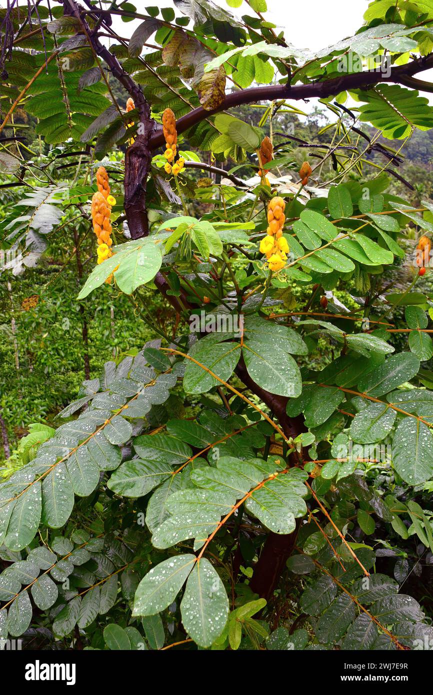 candle bush, candelabra bush, Christmas candles, ringworm shrub ...