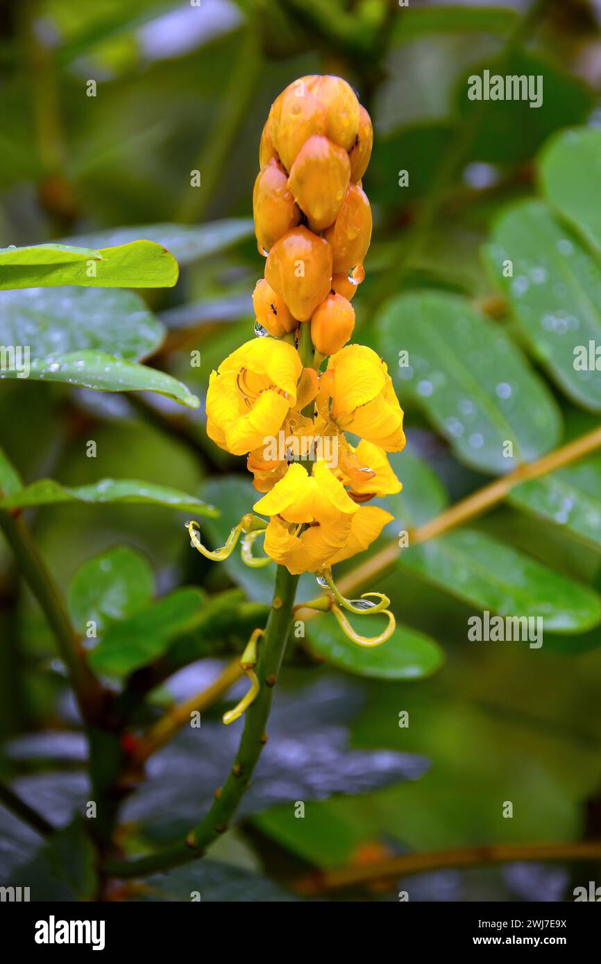candle bush, candelabra bush, Christmas candles, ringworm shrub ...