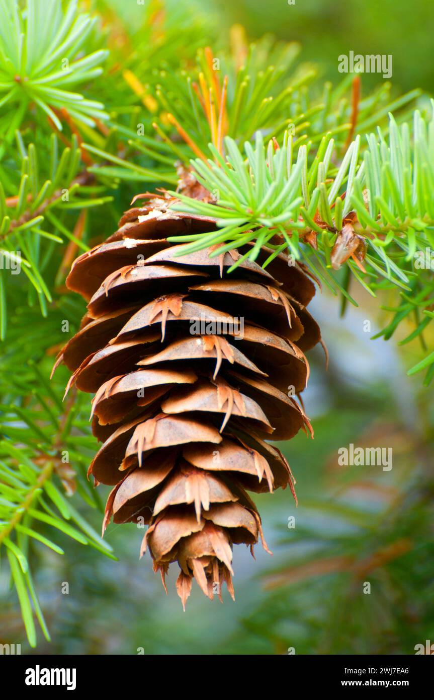 Douglas fir cone along Dome Rock Trail, Willamette National Forest ...