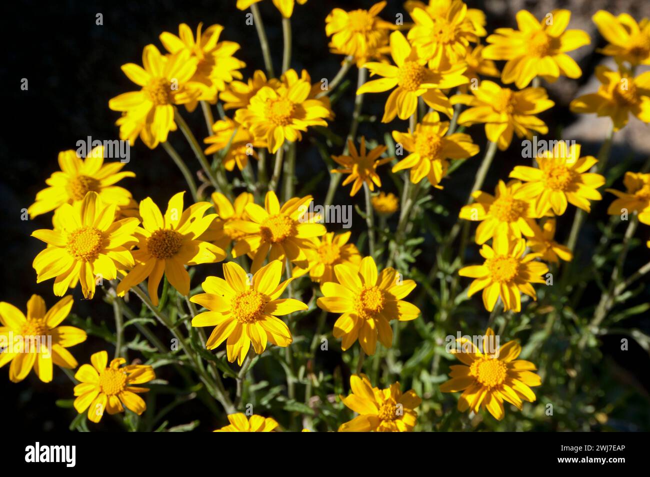 Oregon sunshine along Dome Rock Trail, Willamette National Forest ...