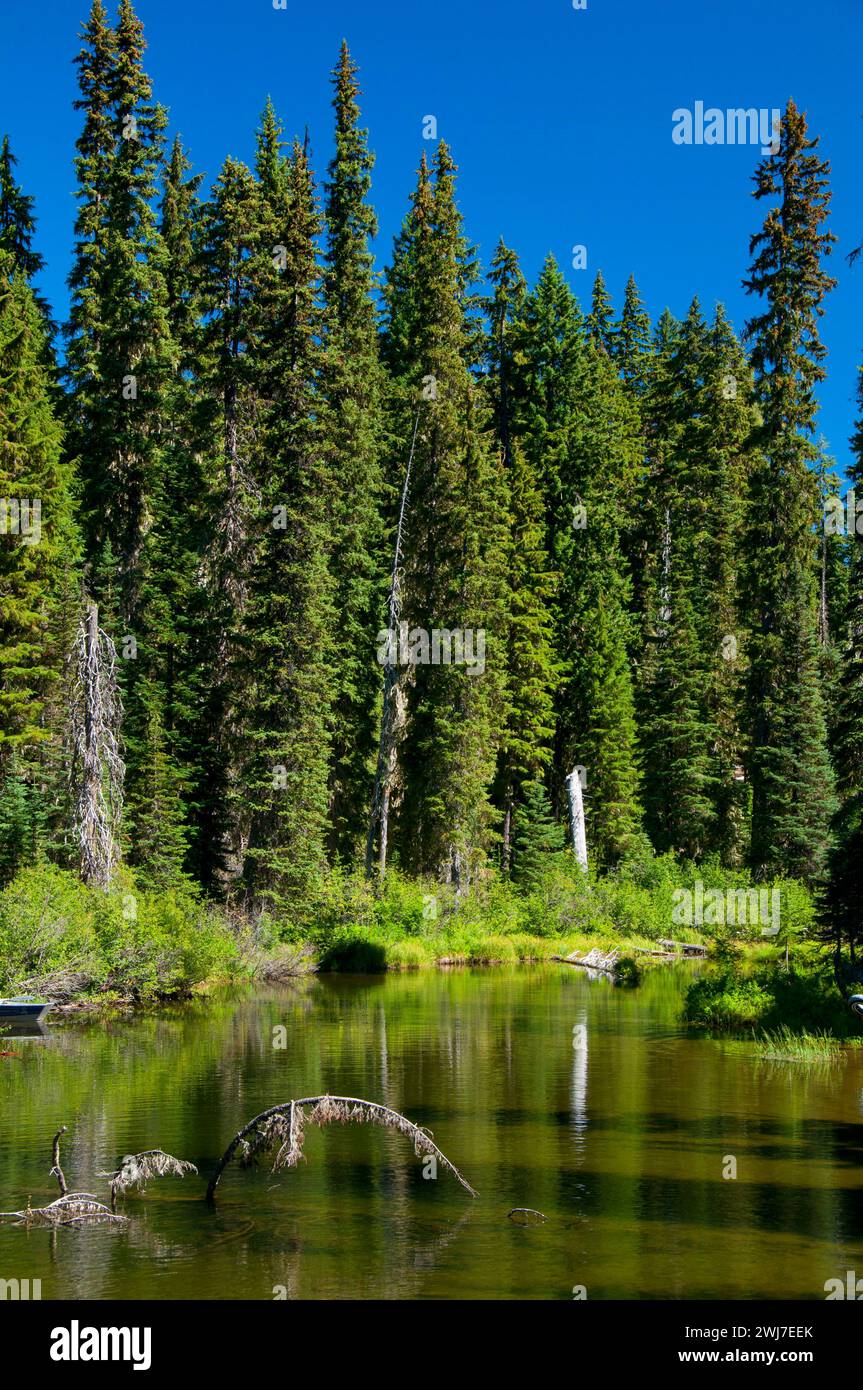 Gold Lake outlet, Willamette National Forest, Oregon Stock Photo - Alamy