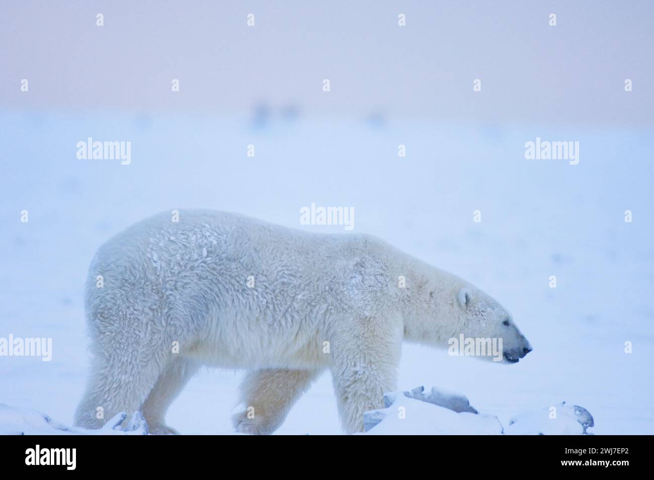 polar bear, Ursus maritimus, Boar neck thicker then head on a barrier ...