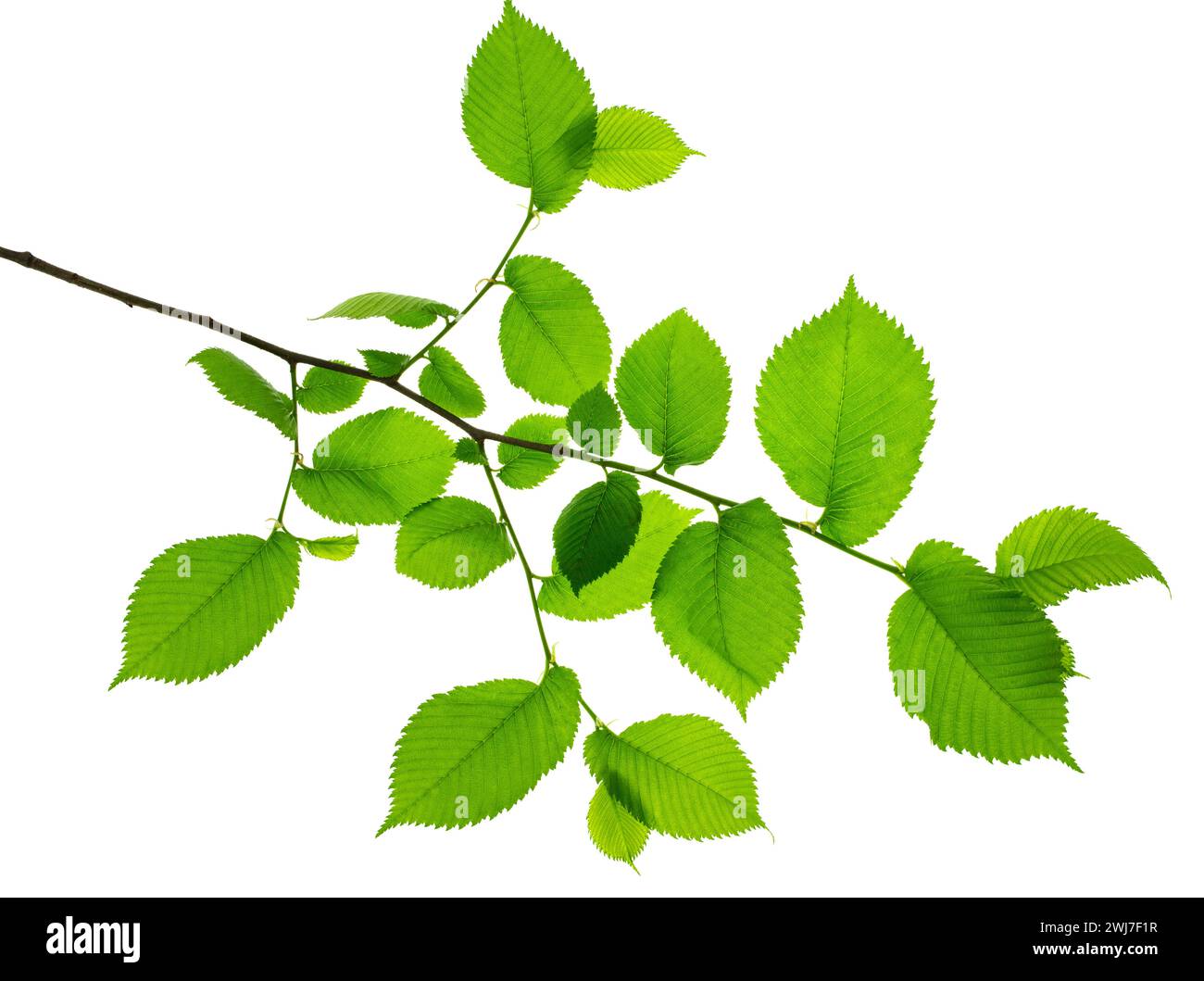 Growing Leaf. National Forest Conservation Day. banner. leaves isolated ...