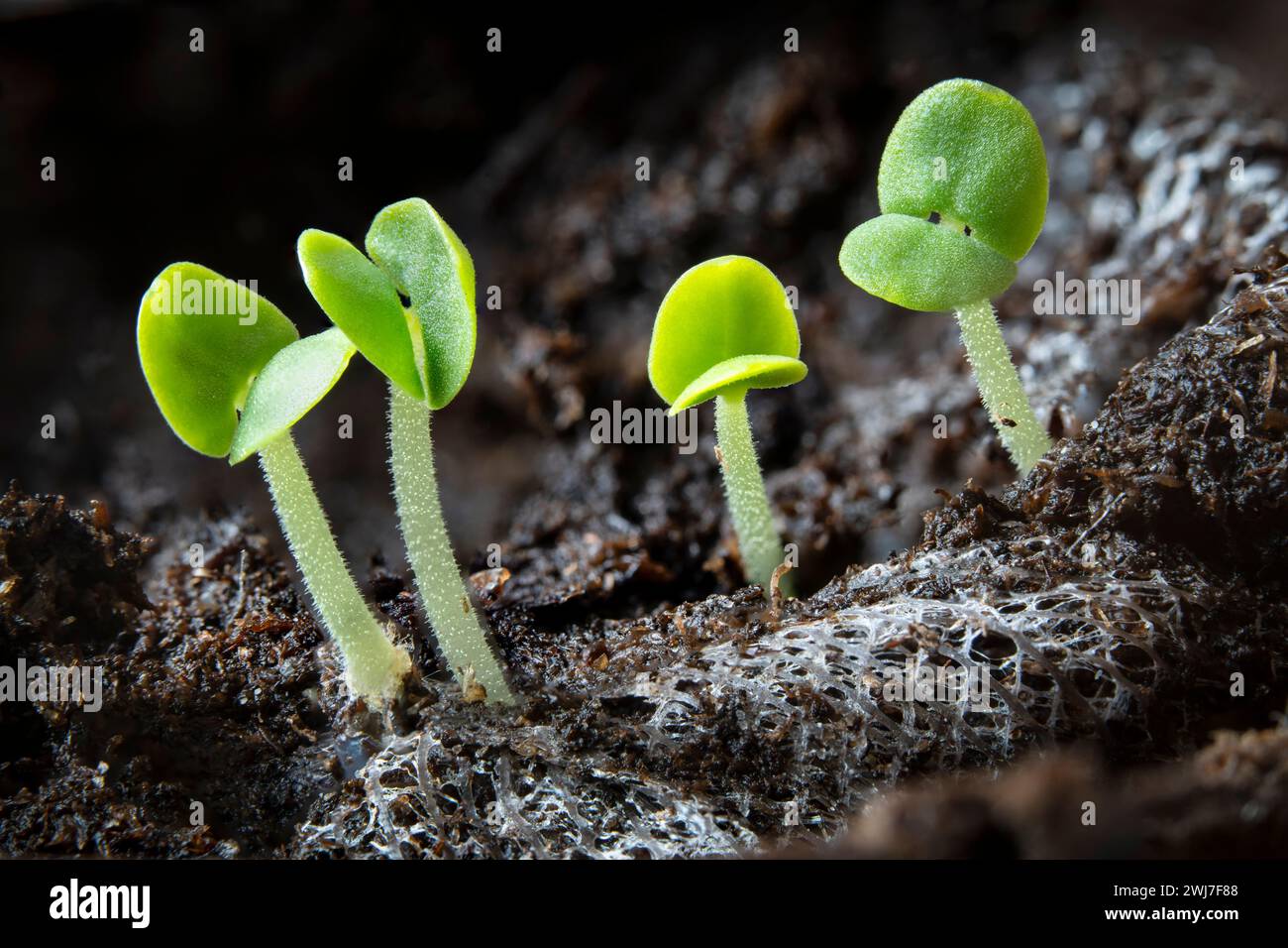 Little leaf food hi-res stock photography and images - Alamy