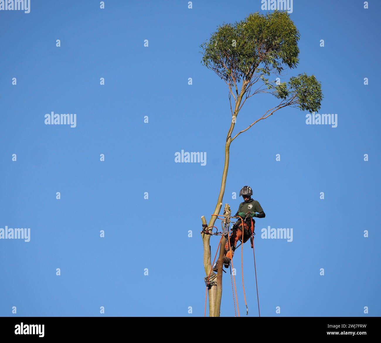Tree surgeon in harness and safety equipment working at height felling ...