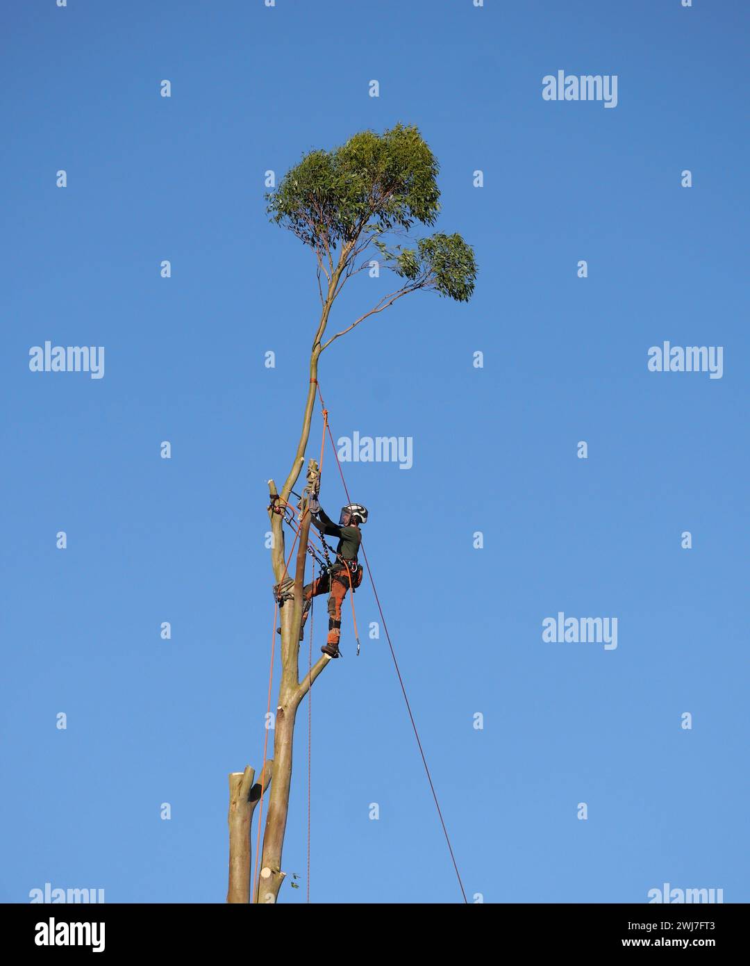 Tree surgeon in harness and safety equipment working at height felling ...