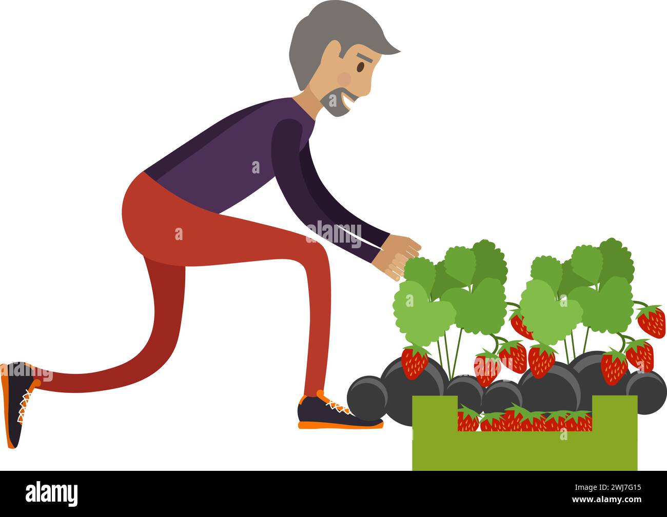 Mature farmer gathering cop of strawberry vector icon isolated on white ...