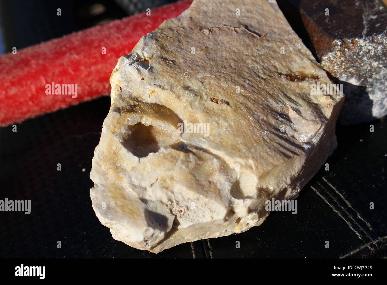 A specimen of white marble-like limestone with a brachiopod. Lower ...