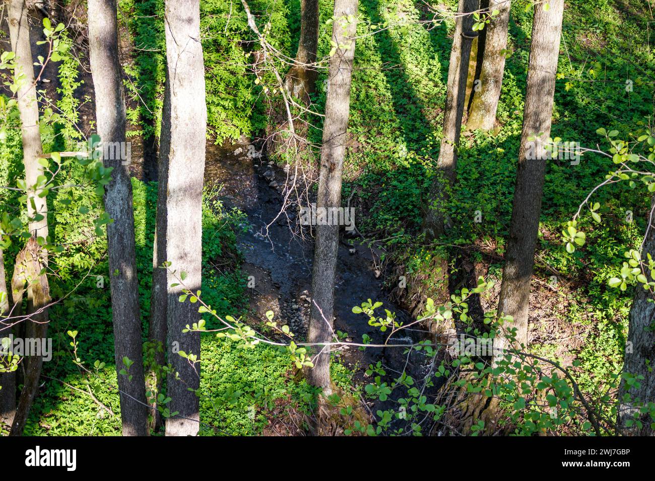 Top view of green landscape with running stream Stock Photo - Alamy