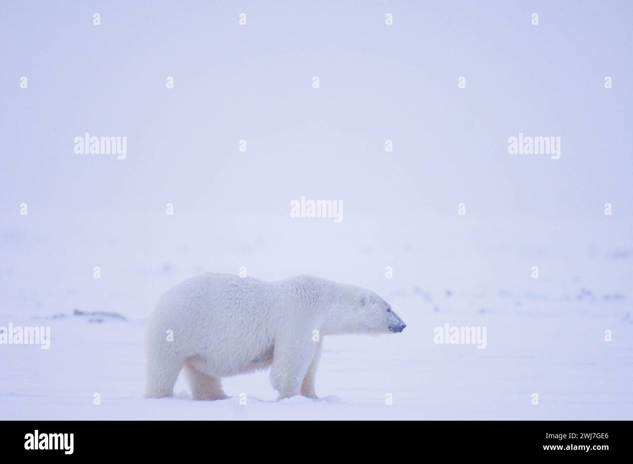 polar bear, Ursus maritimus, Boar neck thicker then head on a barrier ...