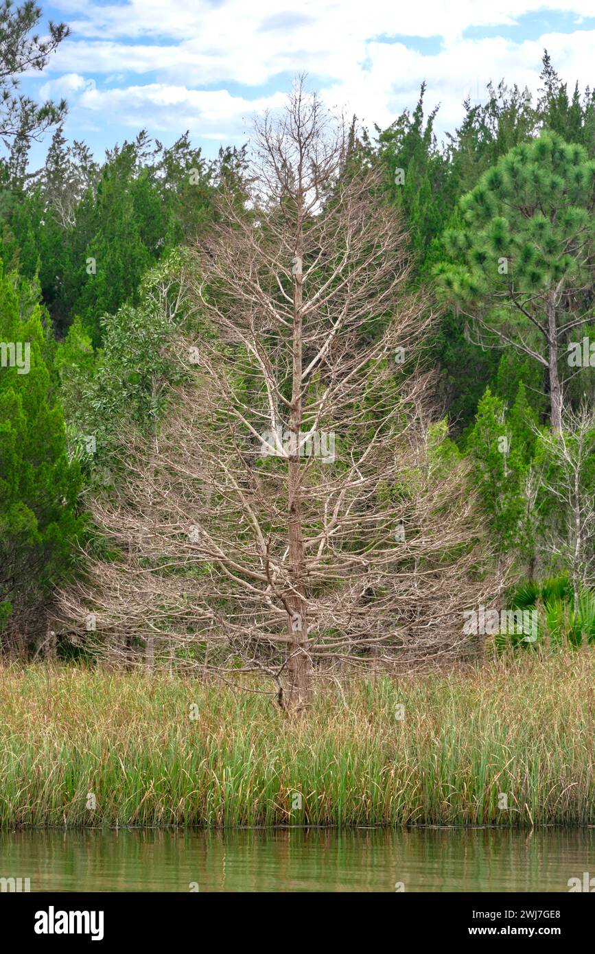 Single deciduous tree, in marshland with dark green evergreens and blue ...