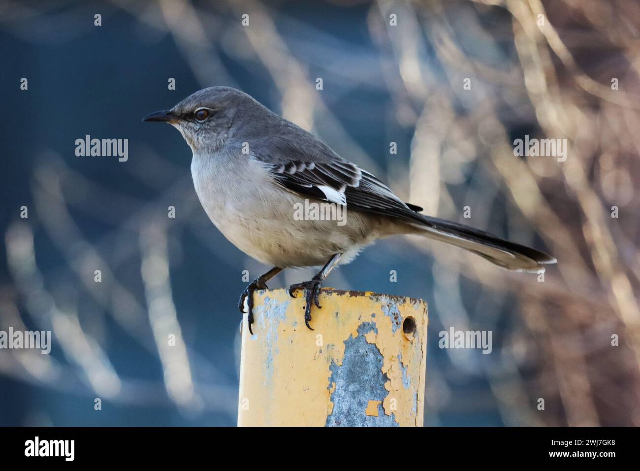 An image of a Northern Mockingbird perched on a post at Tommy Thompson ...