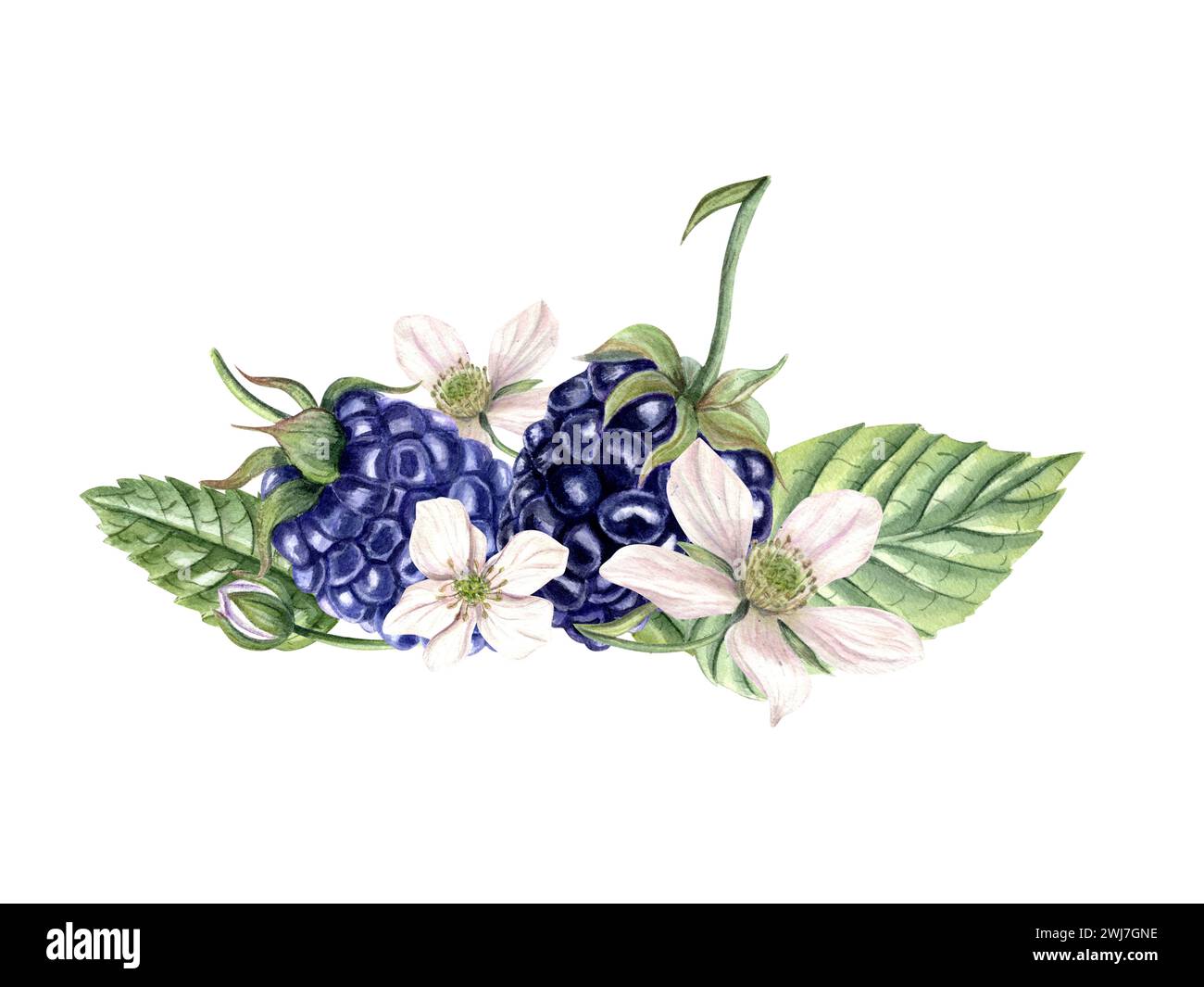 Composition with fresh blackberries. Navy berries and white flowers ...