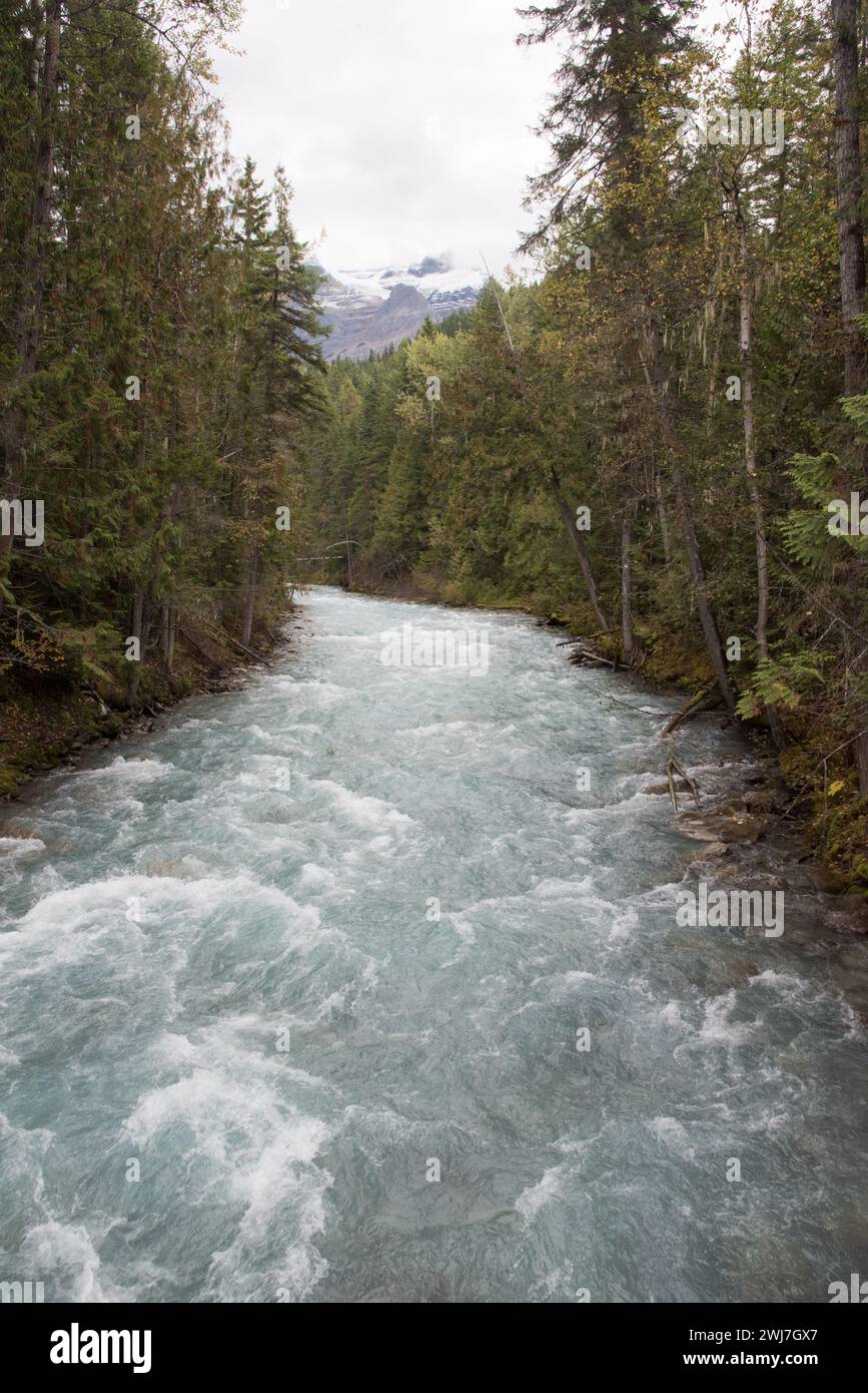 Robson River is running towered by the highest mountain of the Canadian ...