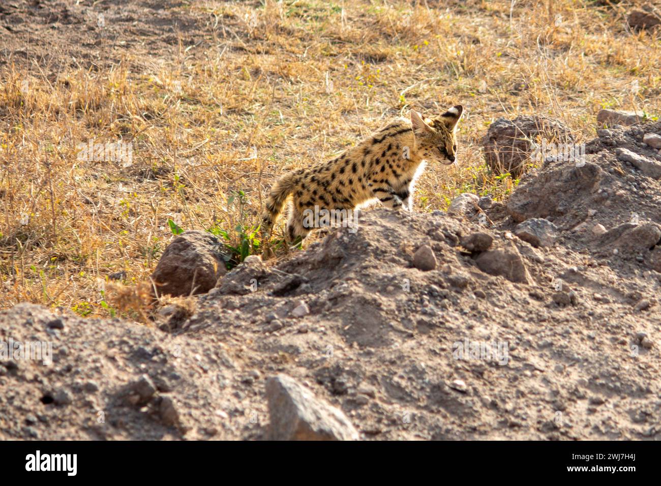 African wild cat hi-res stock photography and images - Alamy