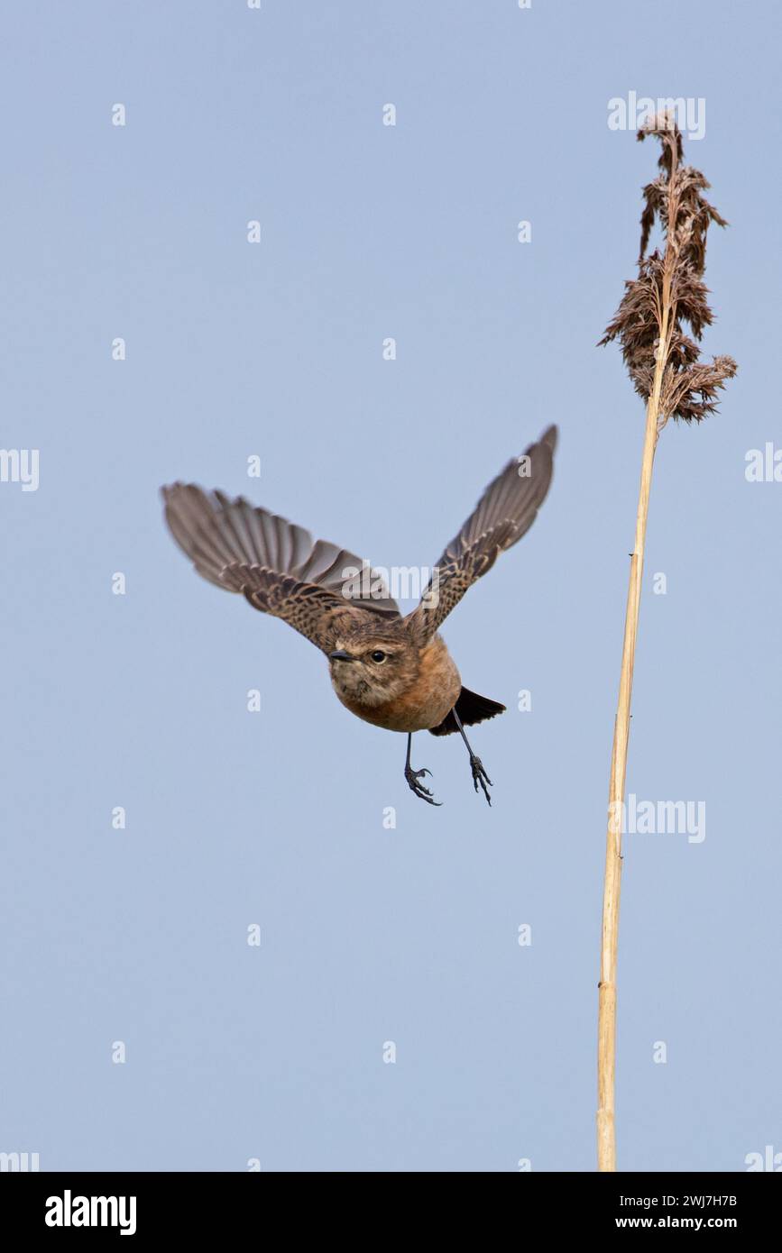 European Stonechat (Saxicola torquata) flying up to catch flies insect ...