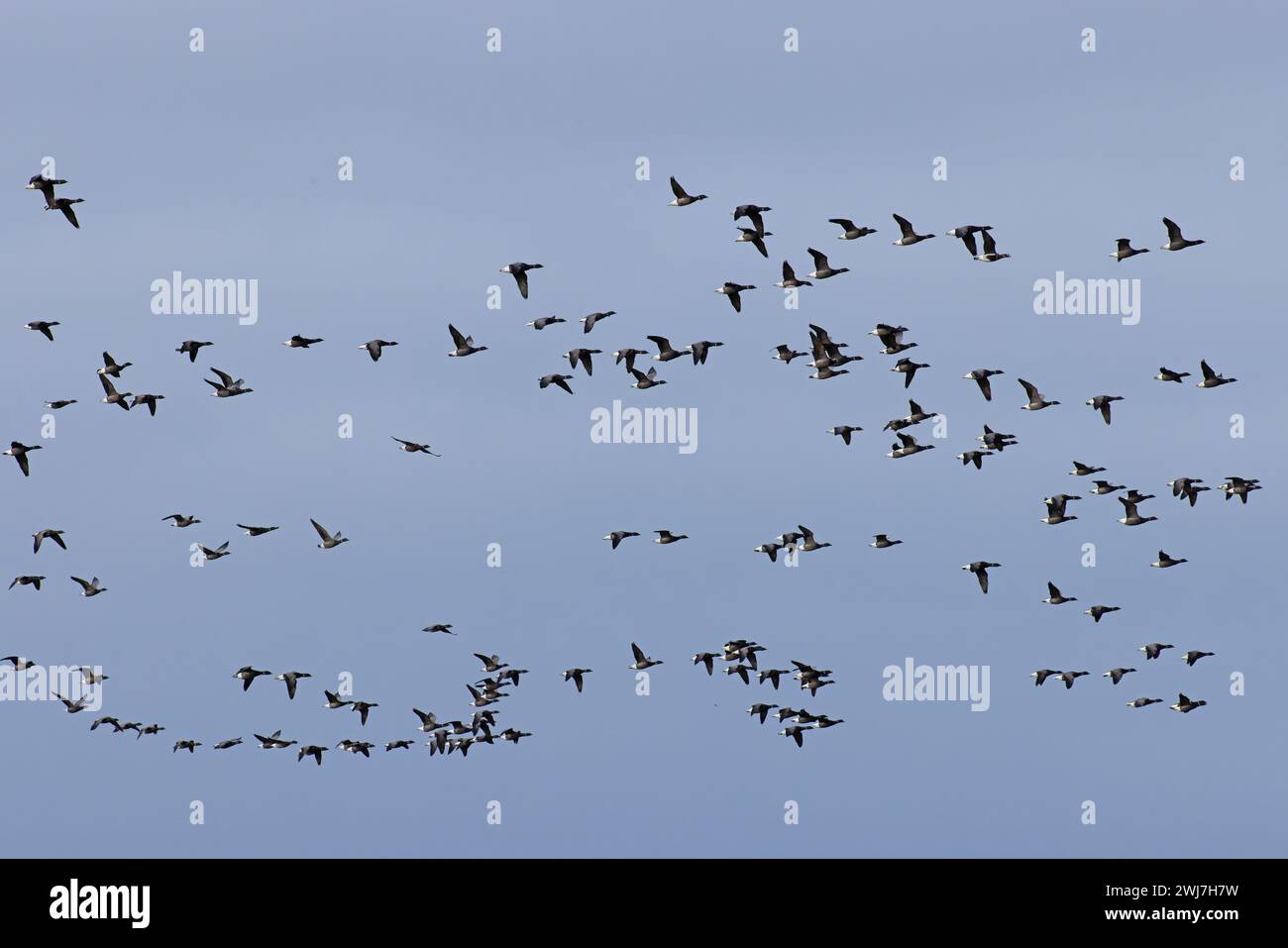 Red breasted goose norfolk flight hi-res stock photography and images ...
