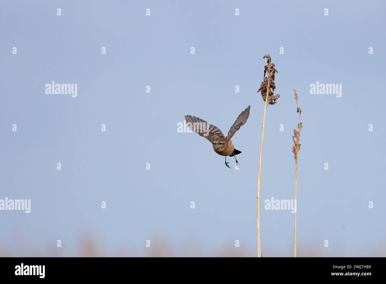 European Stonechat (Saxicola torquata) flying up to catch flies insect Norfolk February 2024 ...