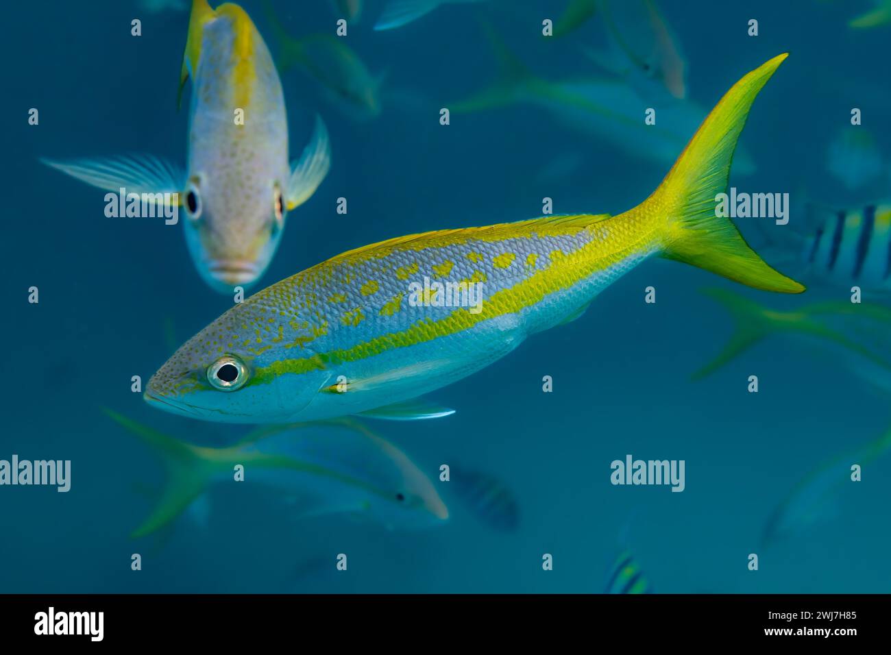 Two Yellowtail Snappers (Ocyurus chrysurus) swimming underwater with ...